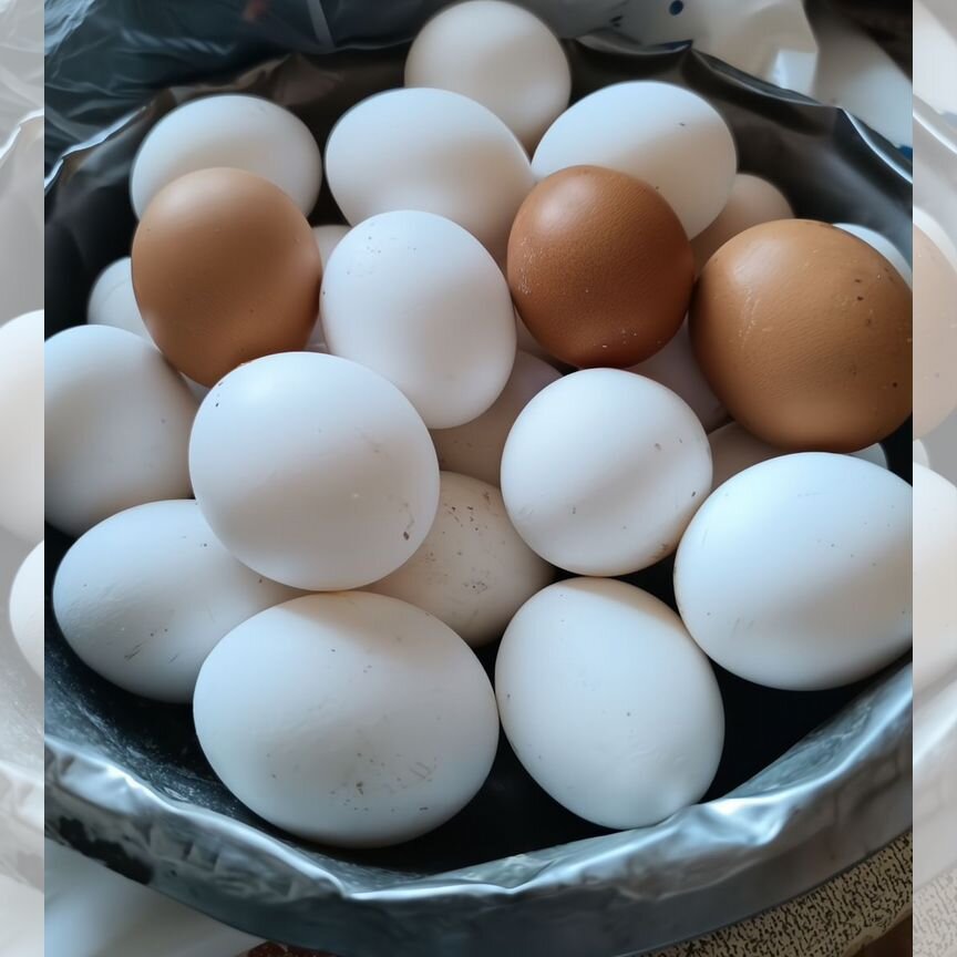Домашние куриные яйца