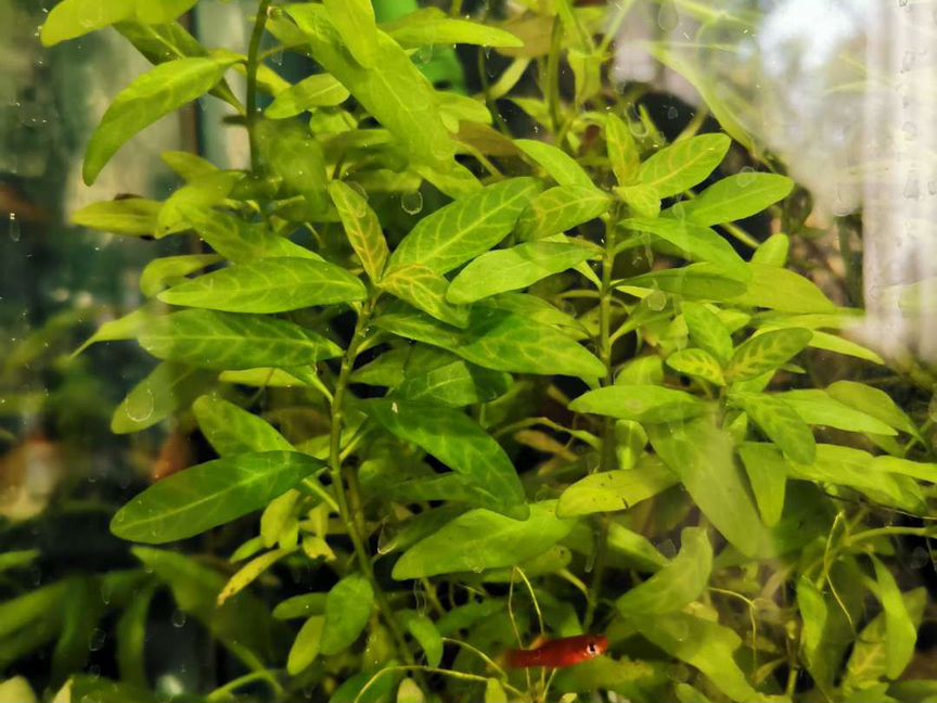 Растения для аквариума