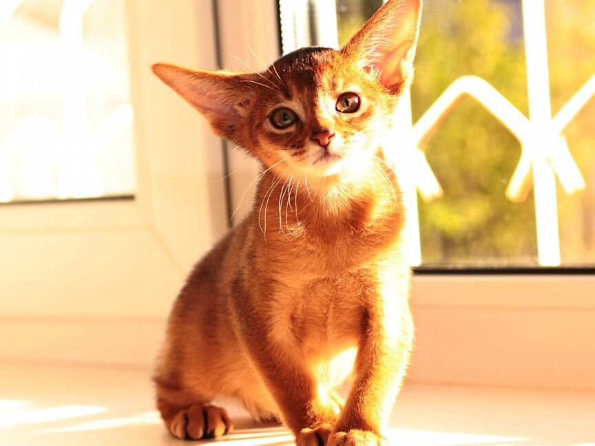 Абиссинские котята, мальчики и девочки