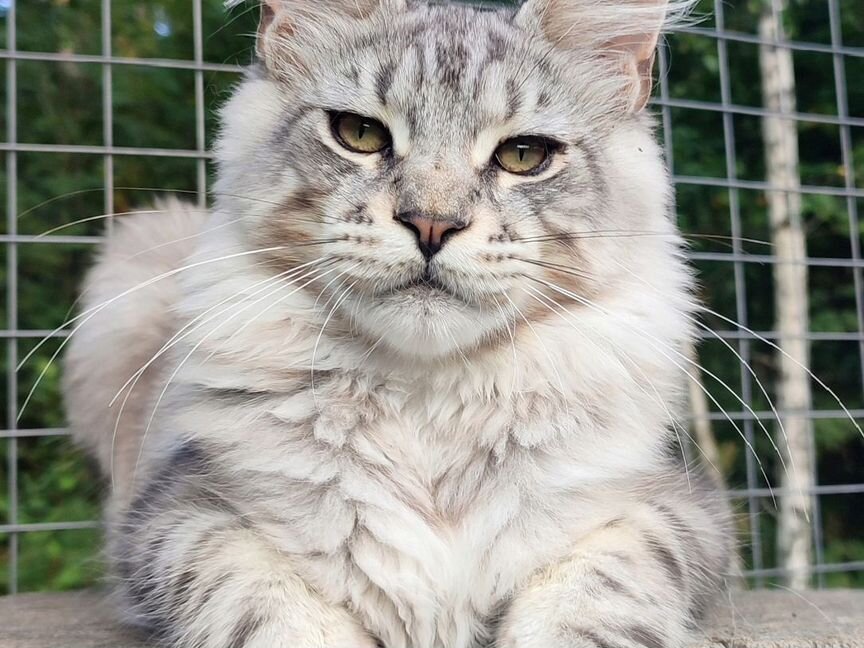 Кот мейн-кун серебро