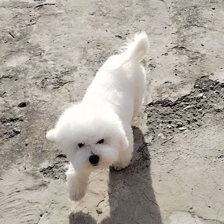 Сладкие бишончики