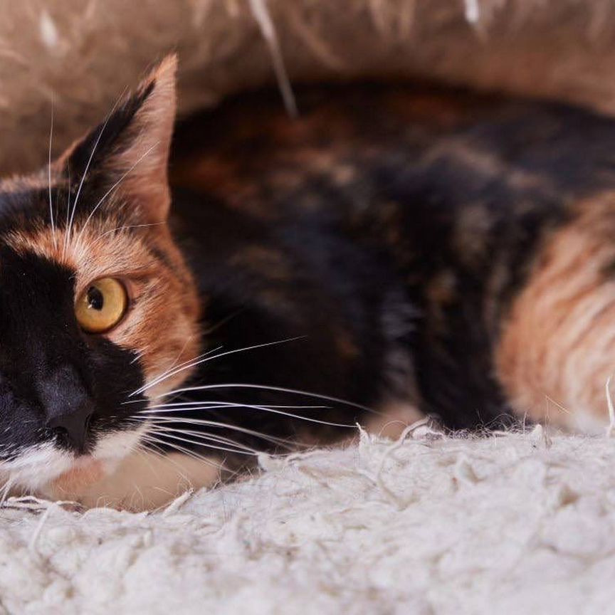 Красивая кошечка в добрые руки