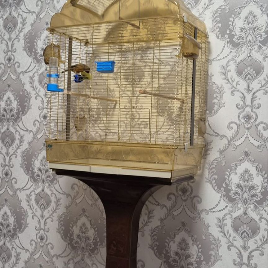 Канарейки красный мозаик