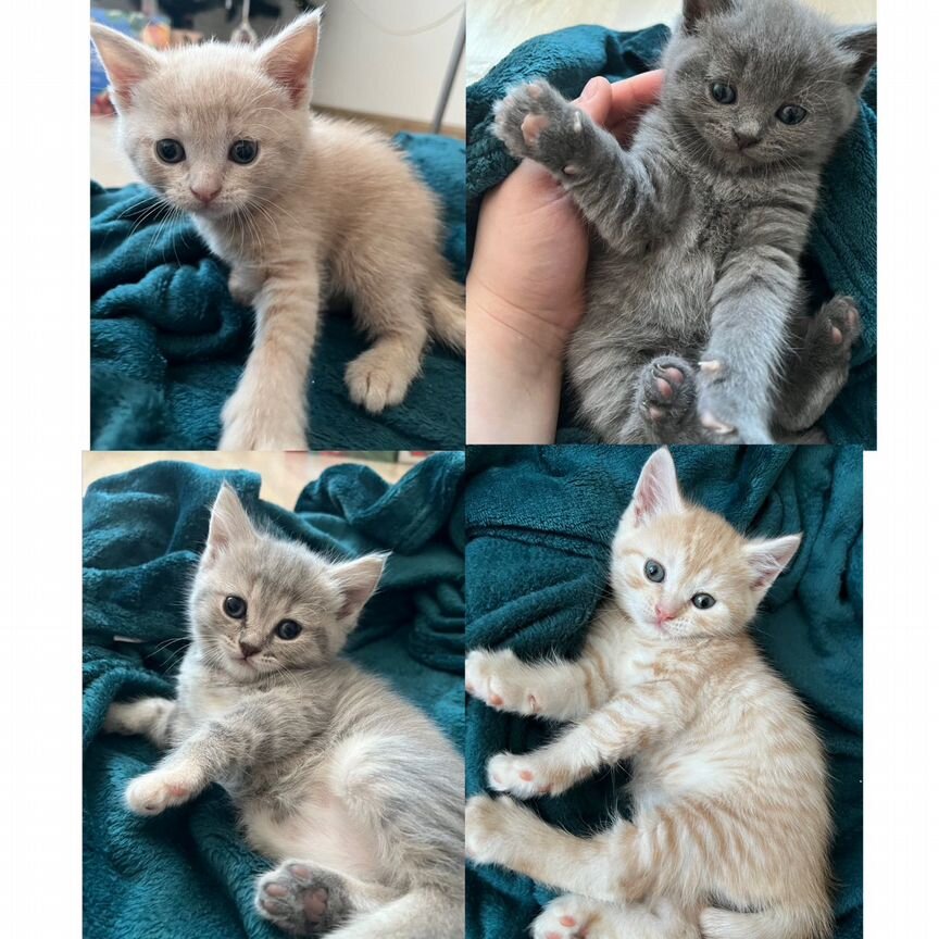 Котята в добрые руки