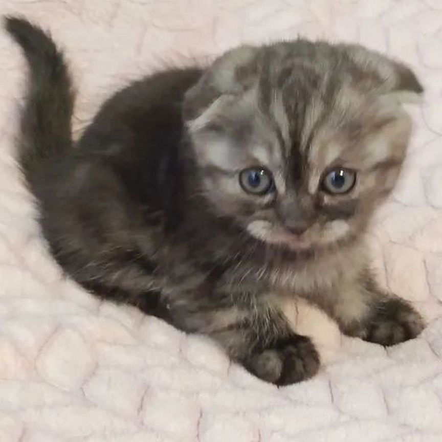 Шотландский вислоухий длинношёрстный котёнок