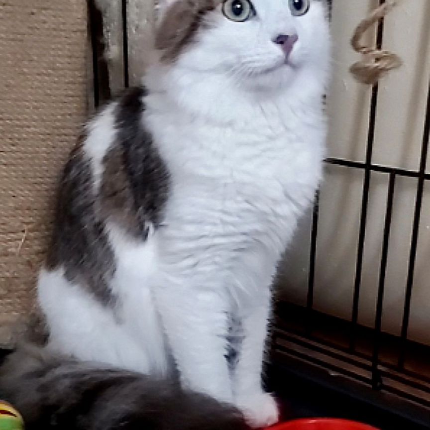 Кот Кеша 1 год