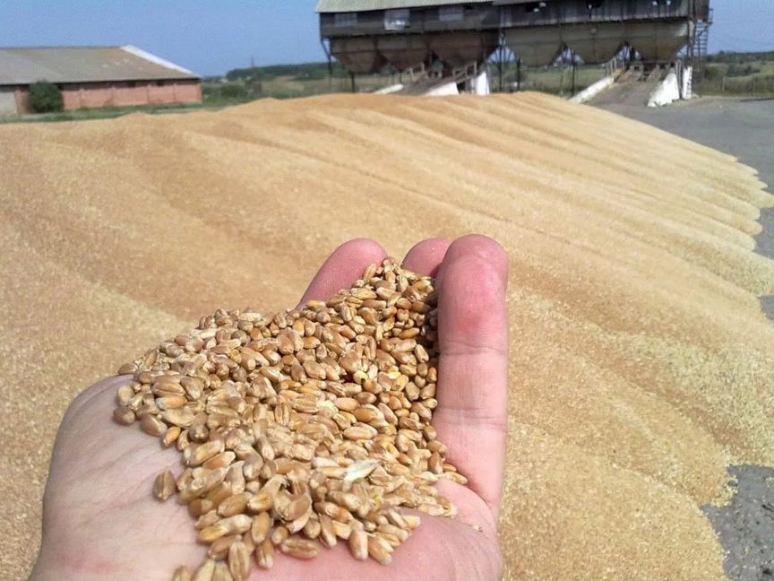 Кормовой овёс, Сахарная свёкла корма