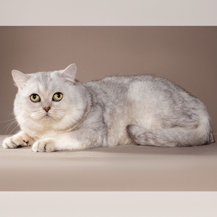 Шотландский кот. Вязка