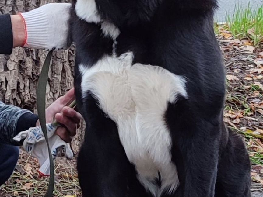 Алабай 6 месяцев