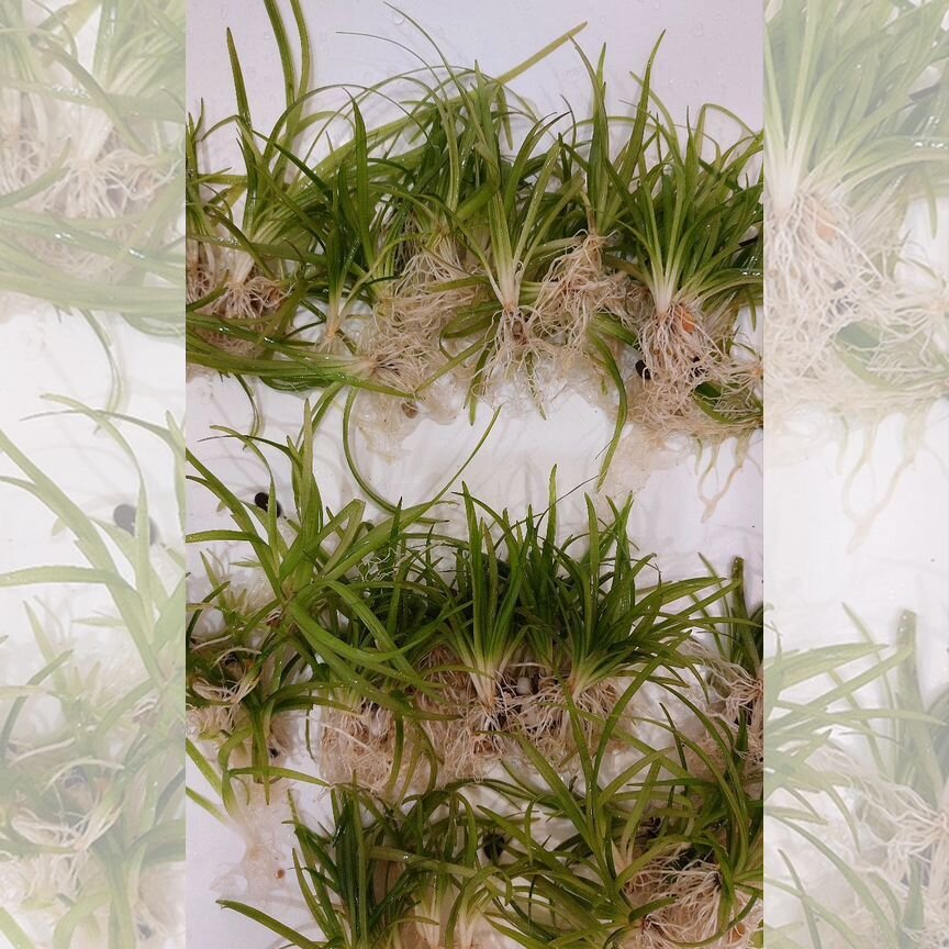 Аквариумные растения