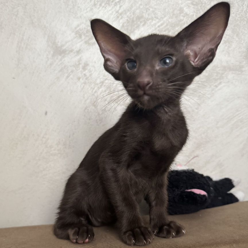 Ориентальный котёнок