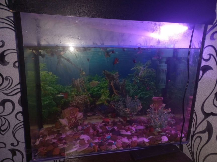 Аквариум со всем содержимым