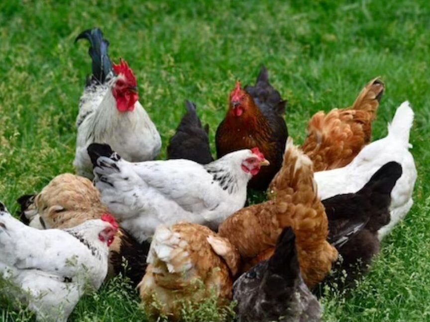 Молодые петухи