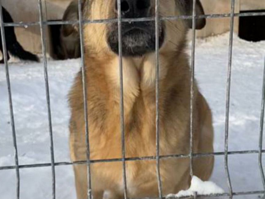 Собака Потап