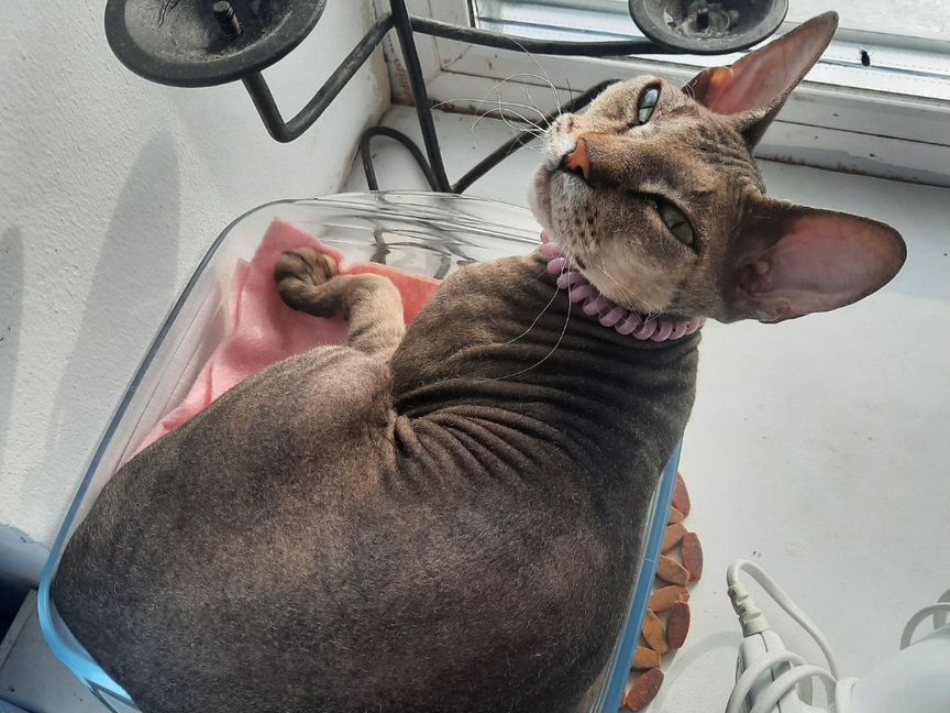 Кошка сфинкс бесплатно