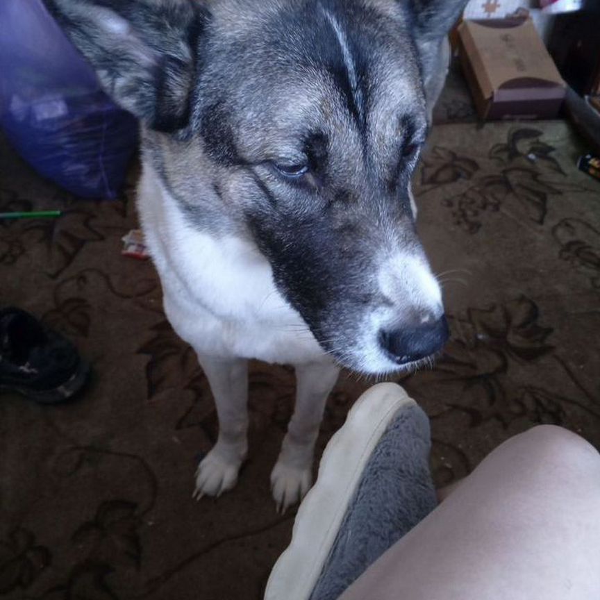 Собака в добрые руки