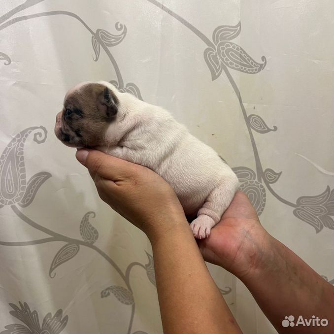 Маленькие французики