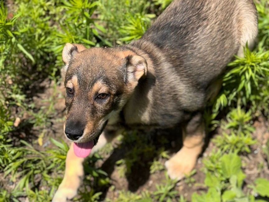 Щенок в добрые руки