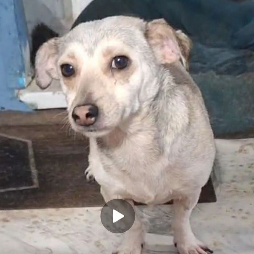 Взрослая собака в добрые руки