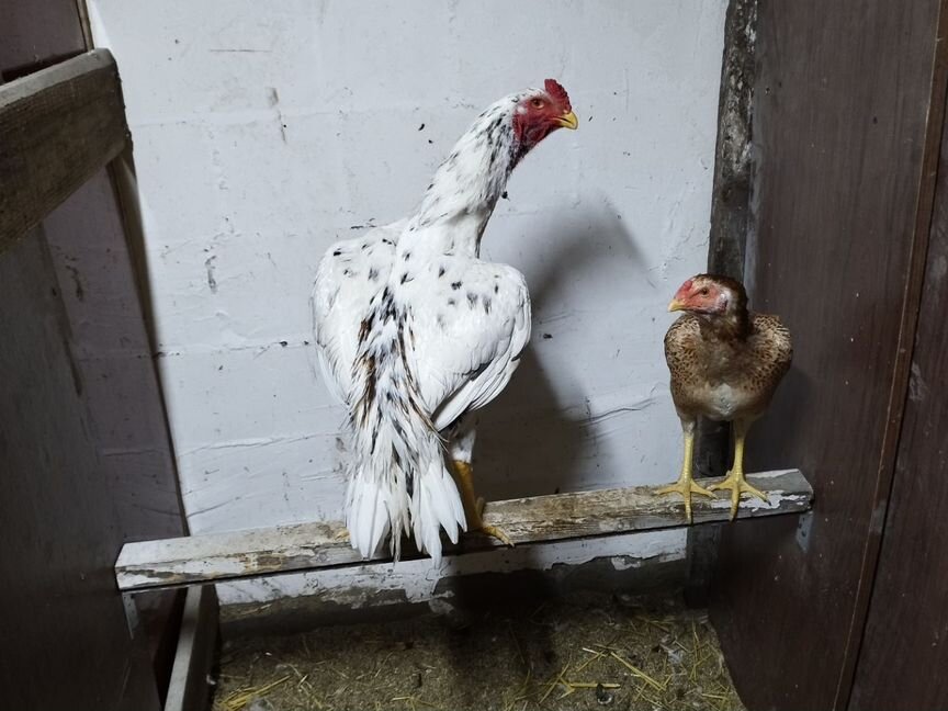 Бойцовые петухи о шамо