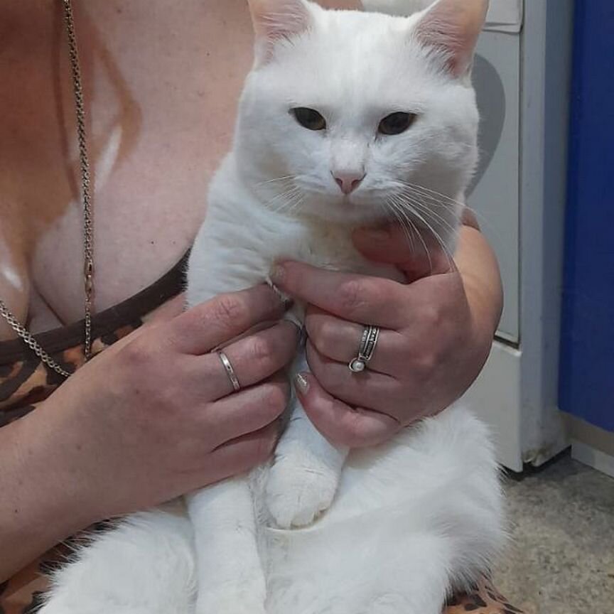 Котик белого цвета нуждается в добрых руках