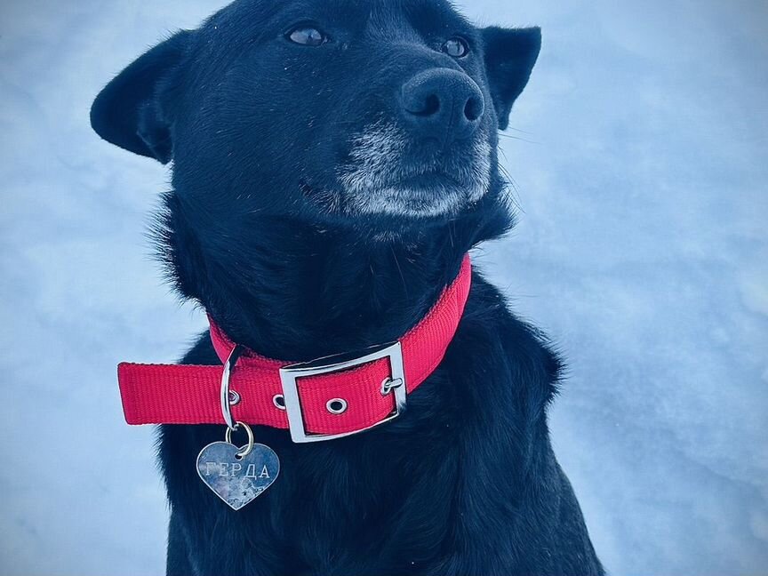 Собака в добрые руки