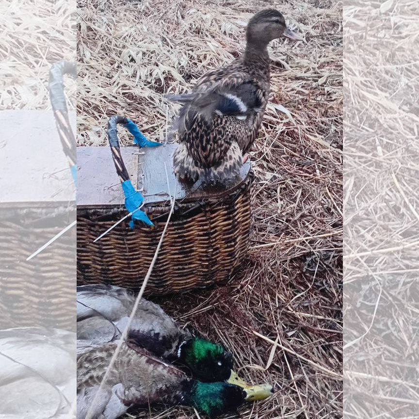 Утка подсадная