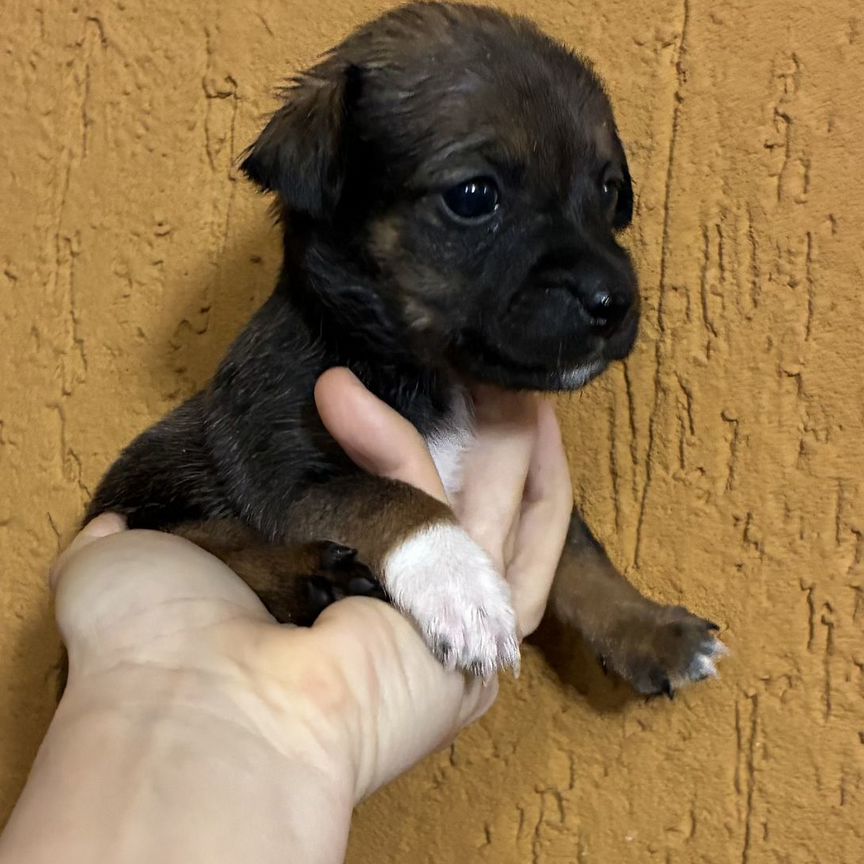 Щенок в добрые руки