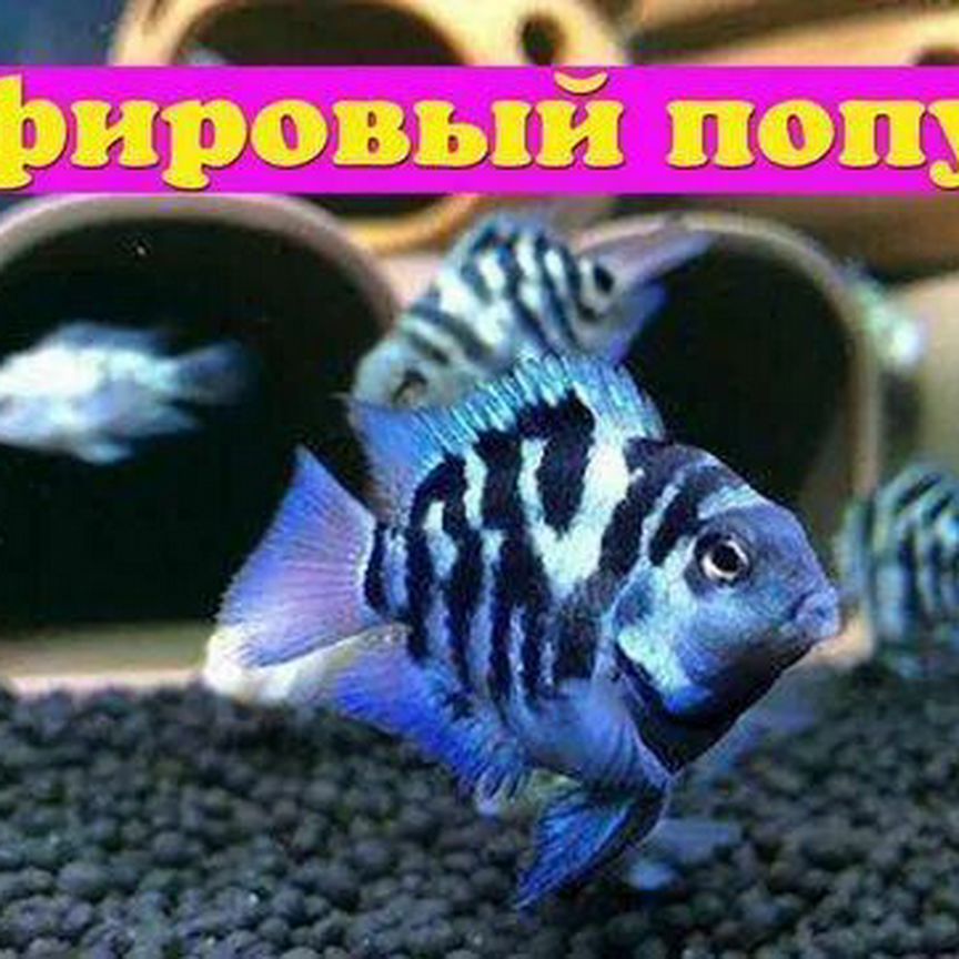 Рыба сапфировый попугайчик