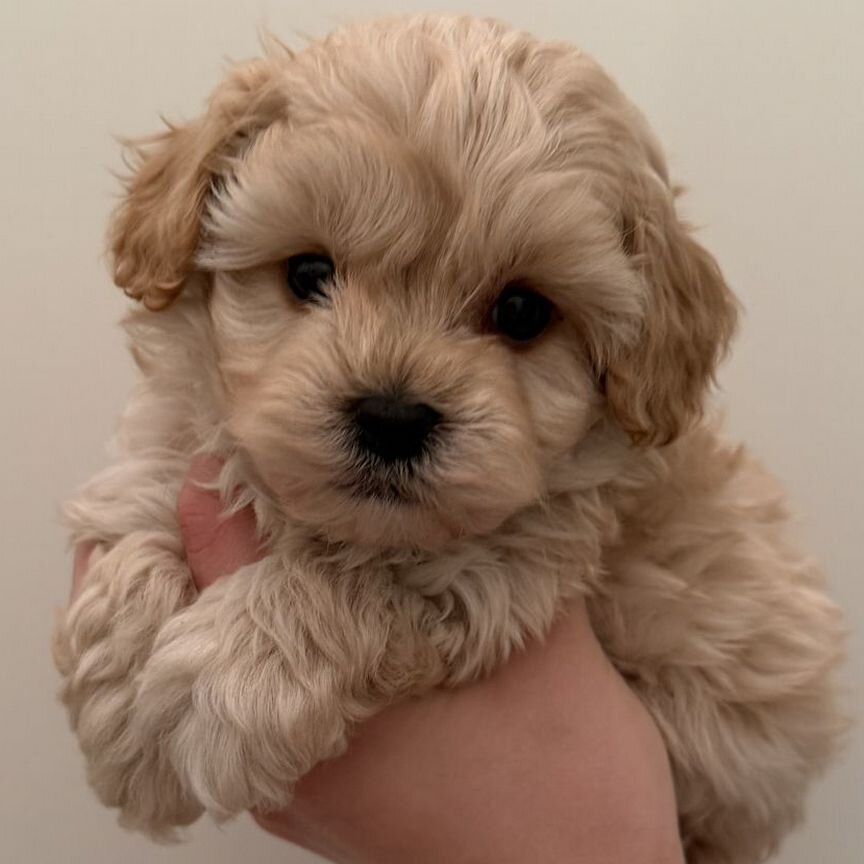 Мальтипу, щенок