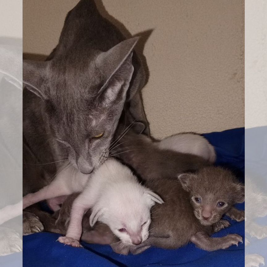 Ориентальный котёнок