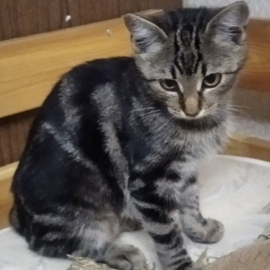 Котенок Кошечка Ореанда