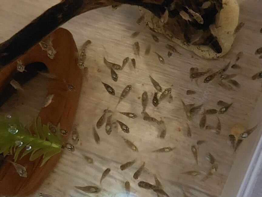 Аквариумные рыбки