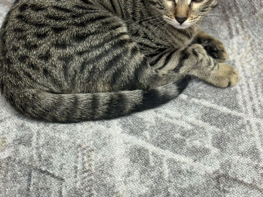 Котенок в добрые руки