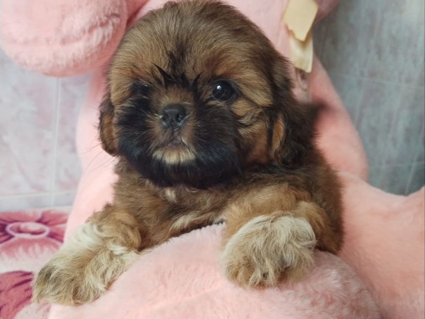 Ши-тцу девочка