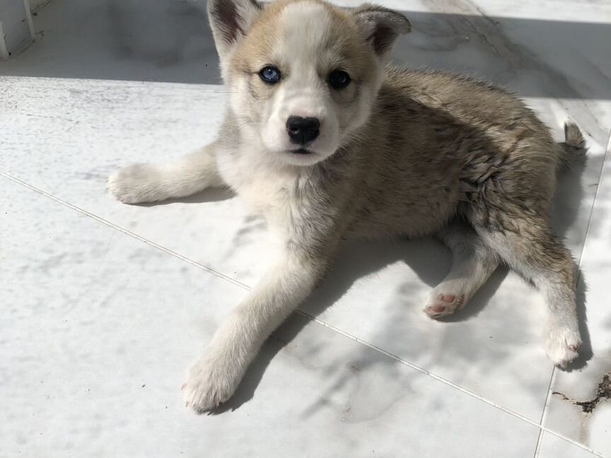 Хаски в добрые руки