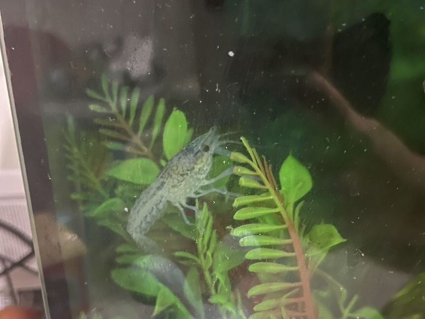 Кубинские раки