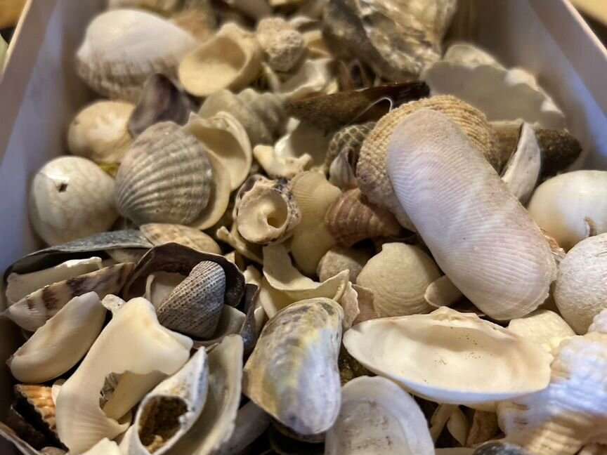 Ракушки для аквариума и хобби