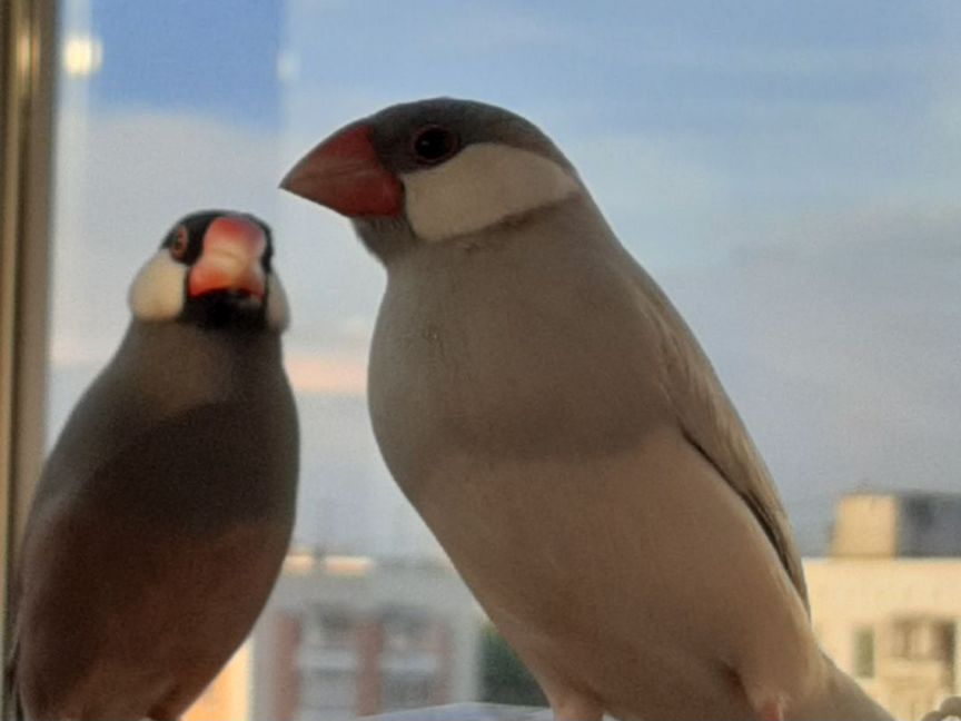 Рисовый амадин светлого окраса