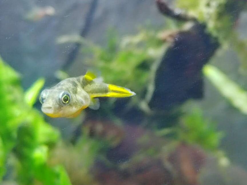 Тетрадон карликовый