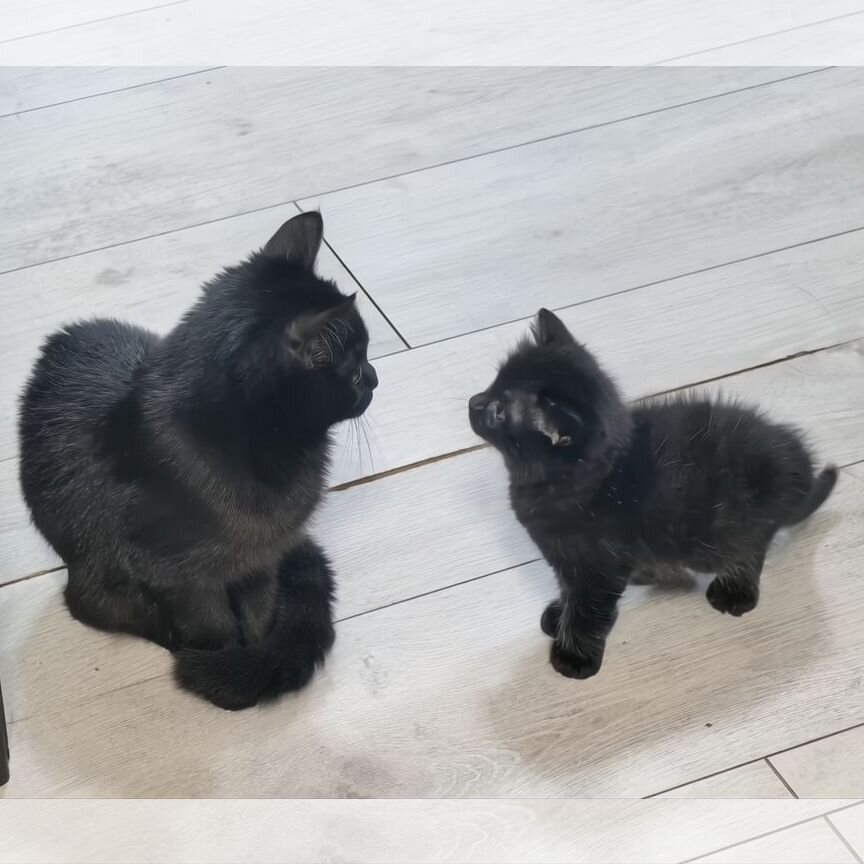 Котёнок в добрые руки