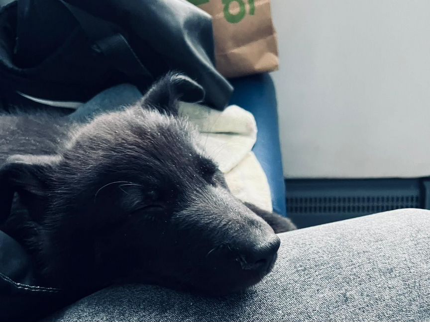 Щенок с тяжёлой судьбой в добрые руки