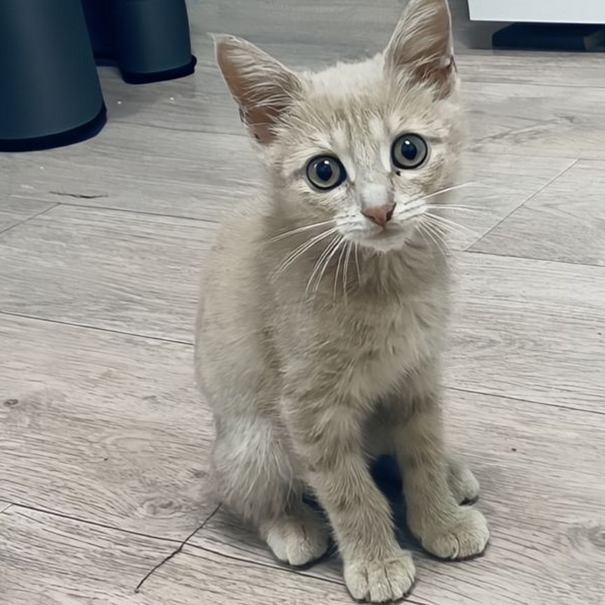 Котёнок в добрые руки