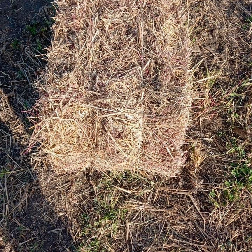 Сено переме с люцерной и луговой