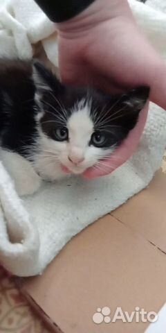 Котёнок-инвалид