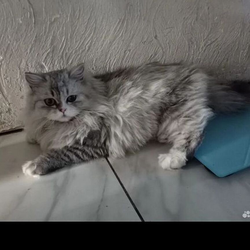 Шотландская кошка