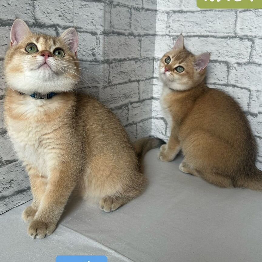 Британский короткошёрстный котёнок