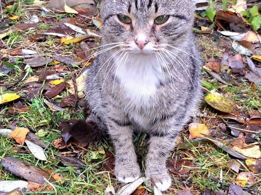 Ласкушка котик нуждается в доме
