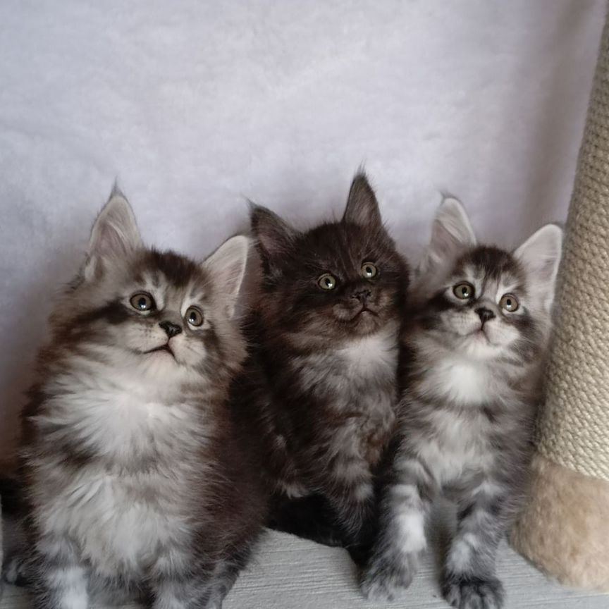 Мейн-кун котята черный дым, черные, серебро