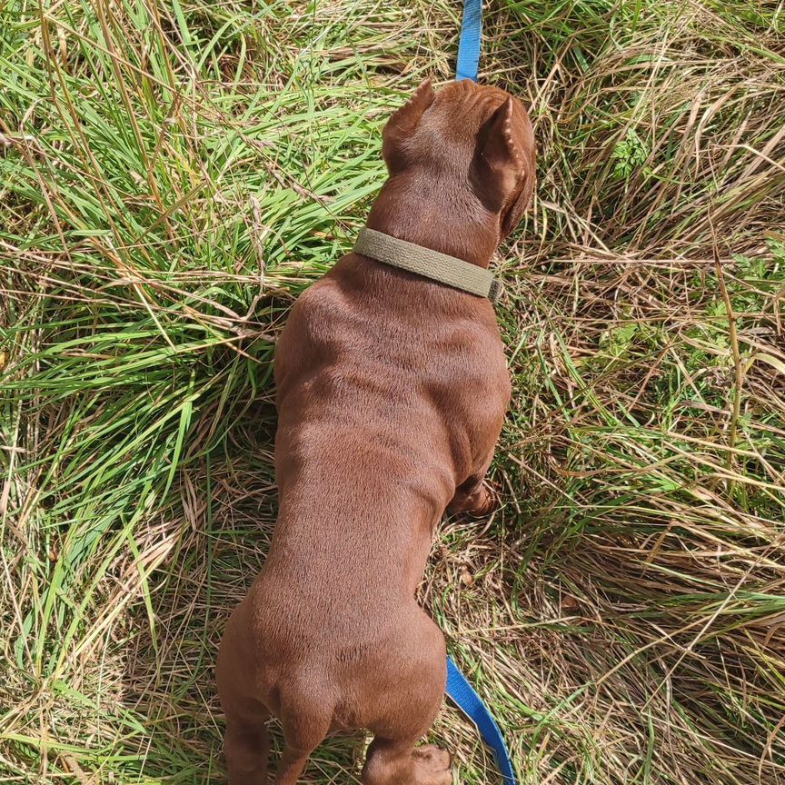 Шикарный американский булли, 3 мес